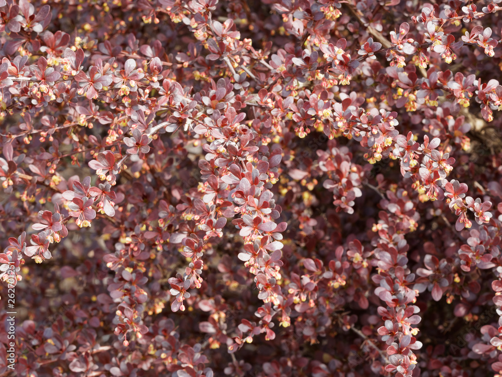 Photo Stock Berberis thunbergii atropurpurea - Epine-vinette de ...
