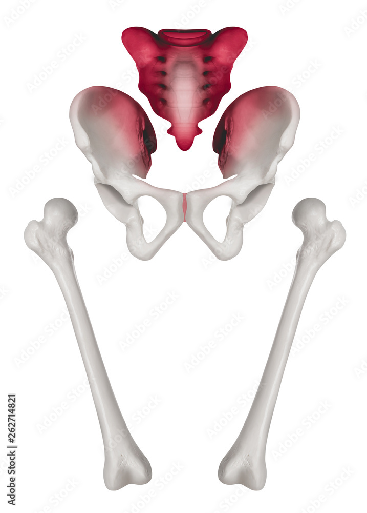 Separate Human Hip and femur bone anterior view red highlight on sacrum ...
