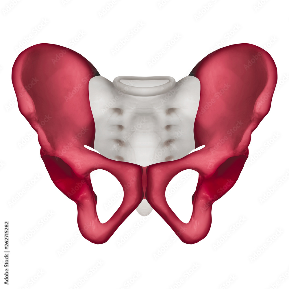 Human pelvis bone with red highlight on hip bone pain- Anterior view ...