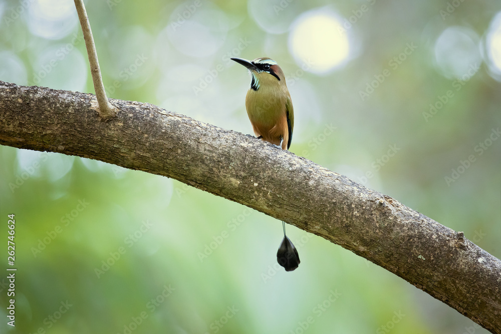 Turquoise-browed motmot (Eumomota superciliosa) also known as Torogoz ...