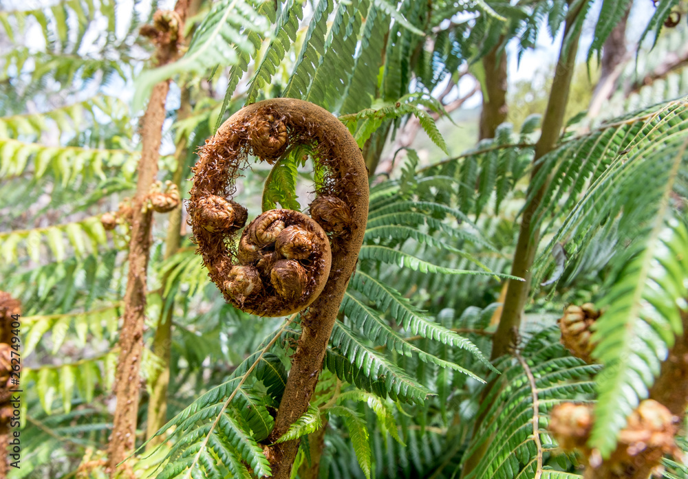 Young unfolding fern leaf and big green fern leaves. Fern growing in ...