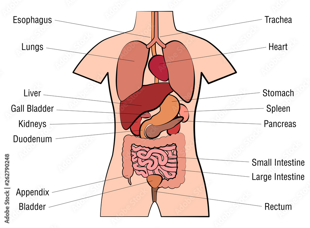 Inner organs chart - anatomy diagram with internal organs and ... Inner organs chart - anatomy diagram with internal organs and ...