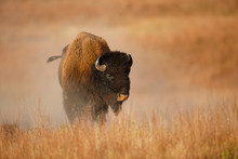 Large Bison Free Stock Photo - Public Domain Pictures