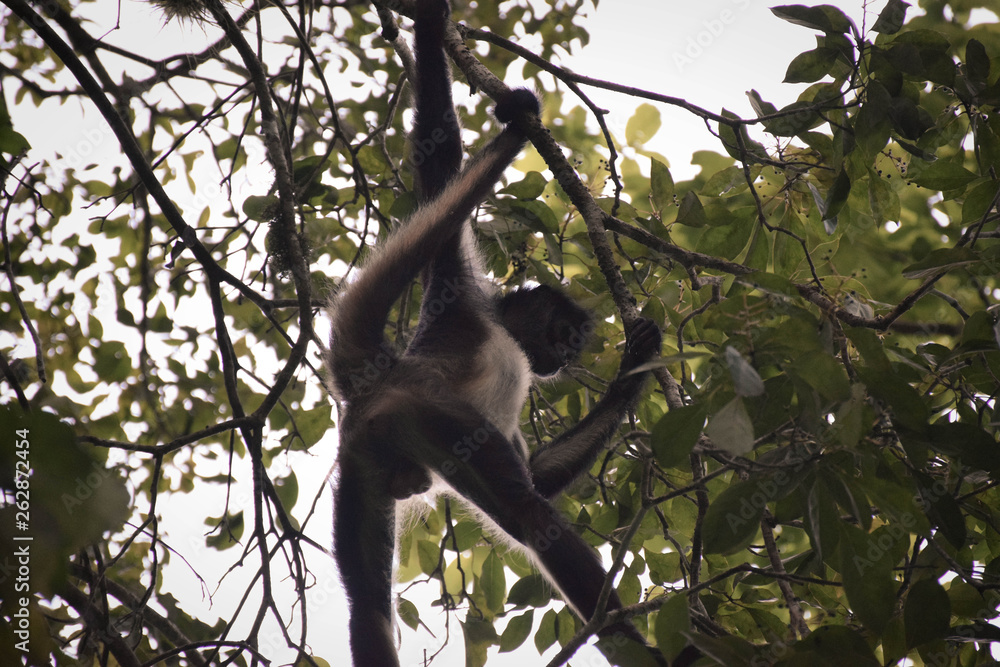 Spider monkey swinging in the trees of the jungle in Guatemala Stock ...