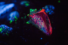 Sea Urchin Shell In Neon Colours Free Stock Photo - Public Domain Pictures