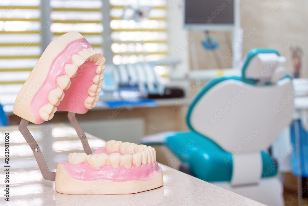 Human jaw models at a dentist office, teeth care and prosthetics ...