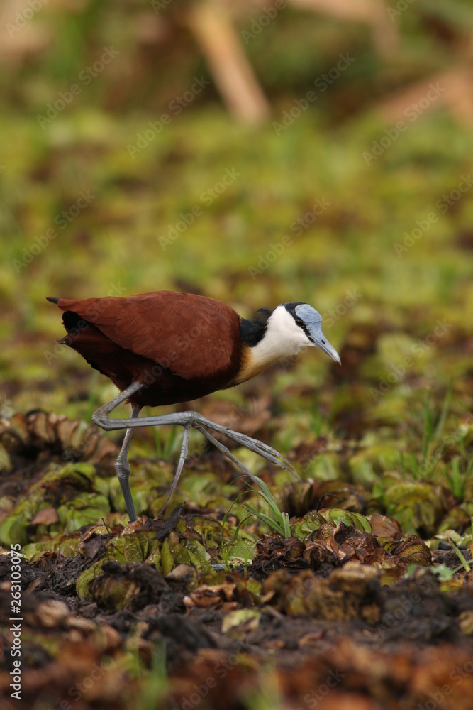 The African jacana, a wader in the family Jacanidae, identifiable by ...