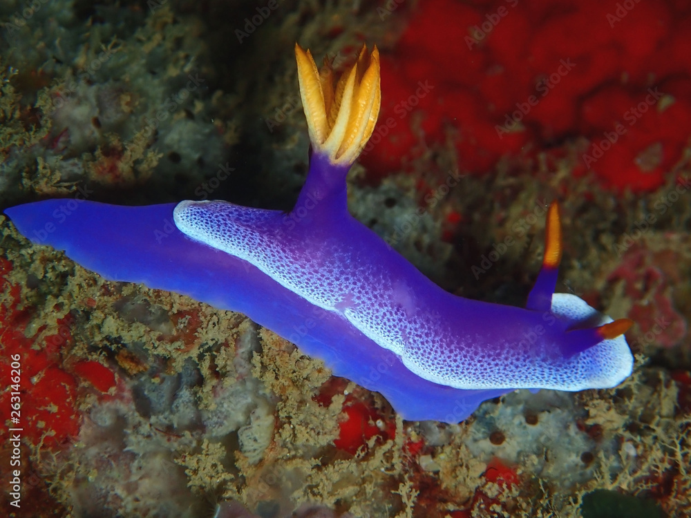 Closeup and macro shot of nudibranch Hypselodoris apolegma is a species ...