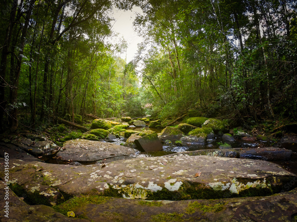 Waterfalls, streams in evergreen forest. Gives a cool shady feeling ...