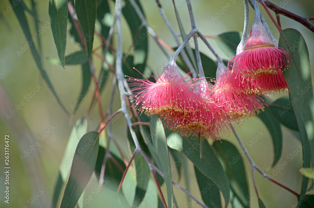 Fotografie Pink blossoms and grey green leaves of the Australian native ...