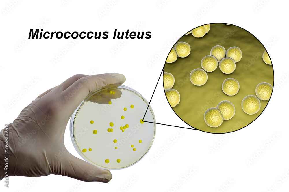 ภาพประกอบ Stock Colonies of Micrococcus luteus bacteria on agar plate ...