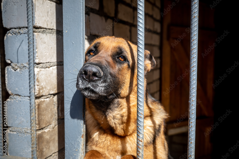 Lonely dog with sad eyes behind bars in animal shelter waiting for new ...