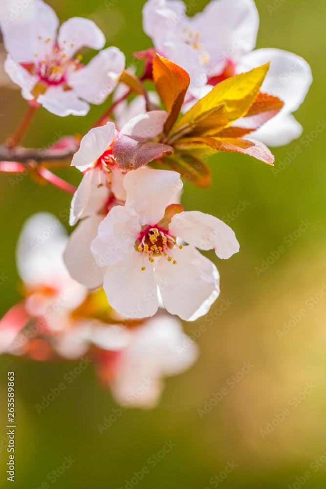 Ye Li, purple flowers ，Prunus Cerasifera Ehrhar f. atropurpurea，Prunus ...