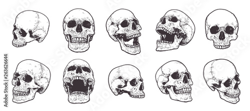 Anatomical Skulls Vector Set Stock Vector | Adobe Stock