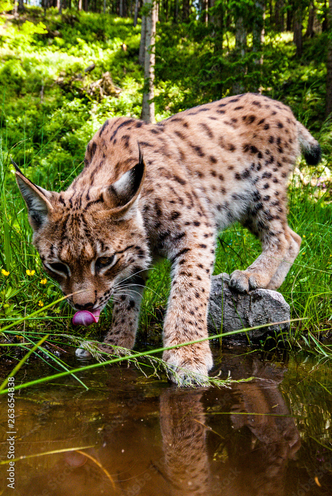 Eurasian lynx (Lynx lynx) drinking water from plash in carpathian ...
