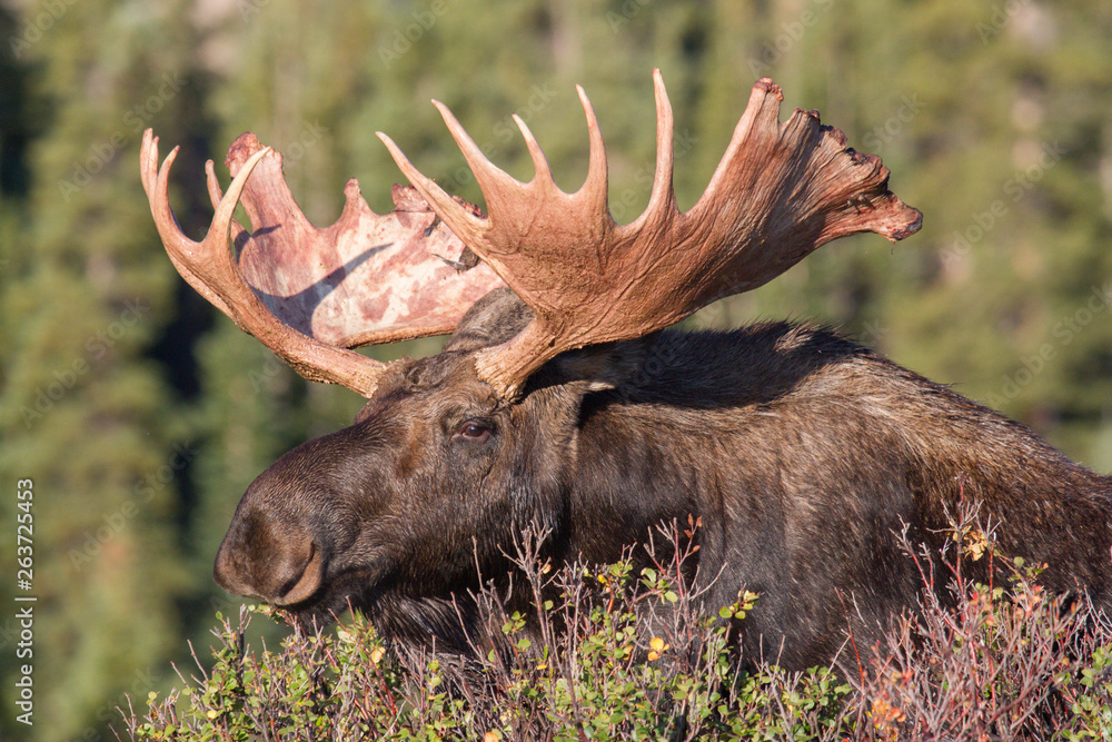 Foto de Stock Shiras Moose in Colorado. Shiras are the smallest species ...
