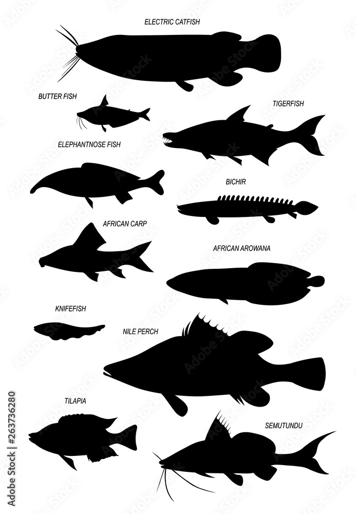 Freshwater fish of river Nile. Vector drawing silhouettes set. Stock ...