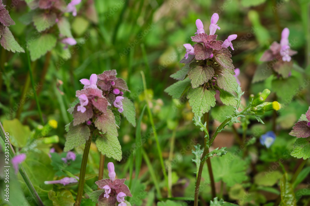 closeup of wild blue purple Lamium purpureum, dead-nettle, invasive ...