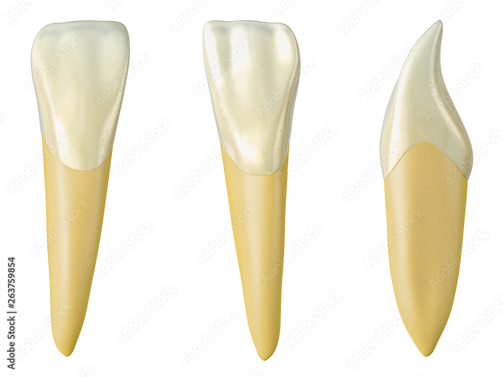 Ilustración de Stock mandibular lateral incisor tooth in the buccal ...