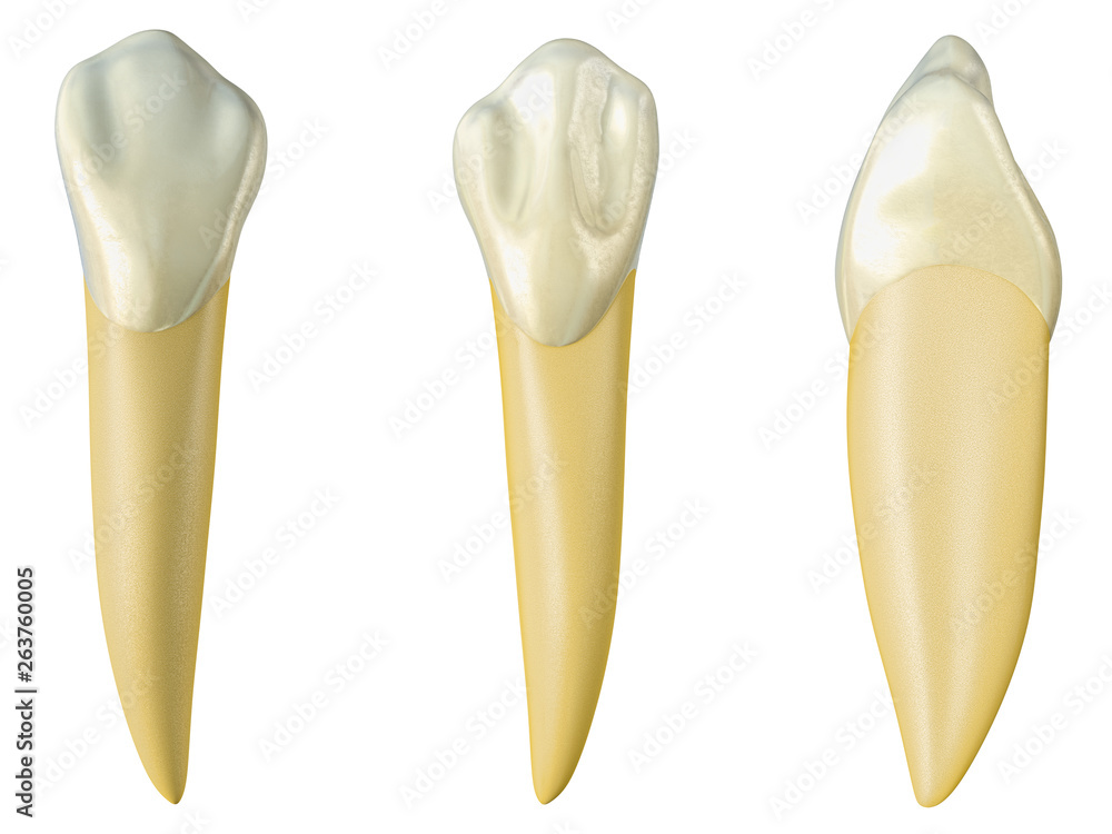 mandibular canine tooth in the buccal, palatal and lateral views ...
