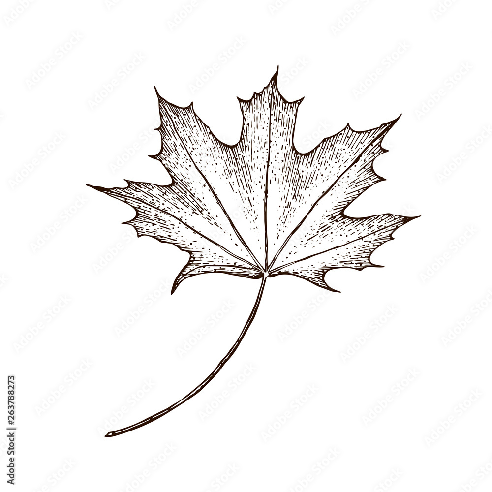 Maple leaf. Vector vintage engraved illustration. Isolated on white ...
