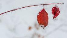 Red Leaf On Snow Close-up Free Stock Photo - Public Domain Pictures