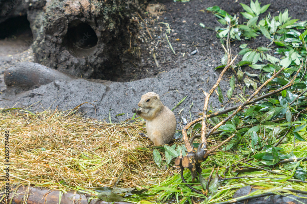 ภาพถ่าย Stock Cute small prairie dogs in Ueno Zoological Gardens in ...