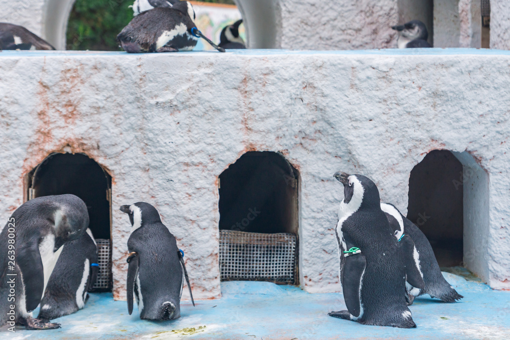 African black-footed jackass penguins in Ueno Zoological Gardens in ...