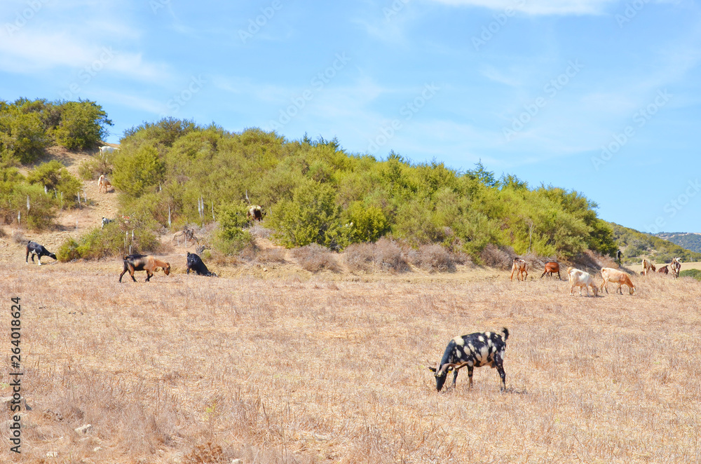 Amazing herd of goats grazing in the hills of Karpas Peninsula in the ...