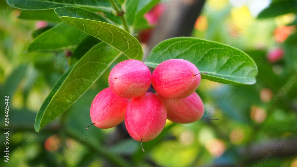 Carissa carandas is a very strong woody shrub with a number of spines ...