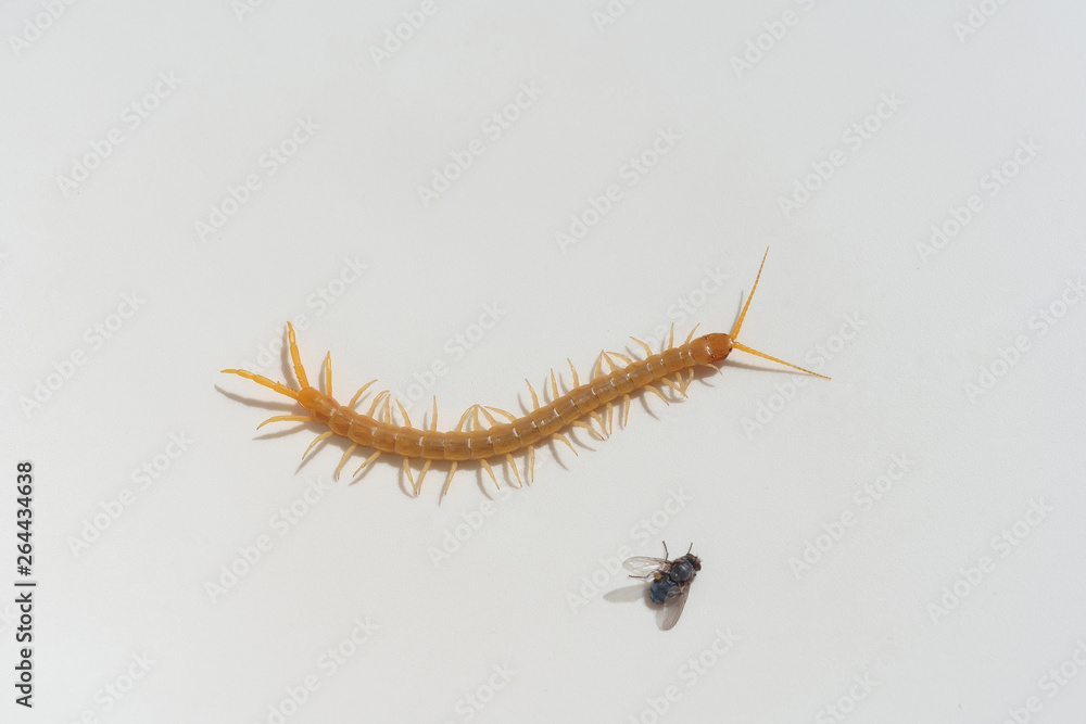 Scolopendra and fly on a white background. Scolopendra on the hunt ...