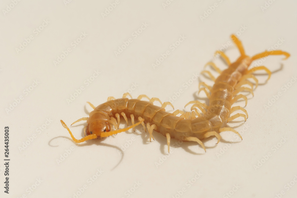 Scolopendra on a white background. Insects in southern Kazakhstan ...