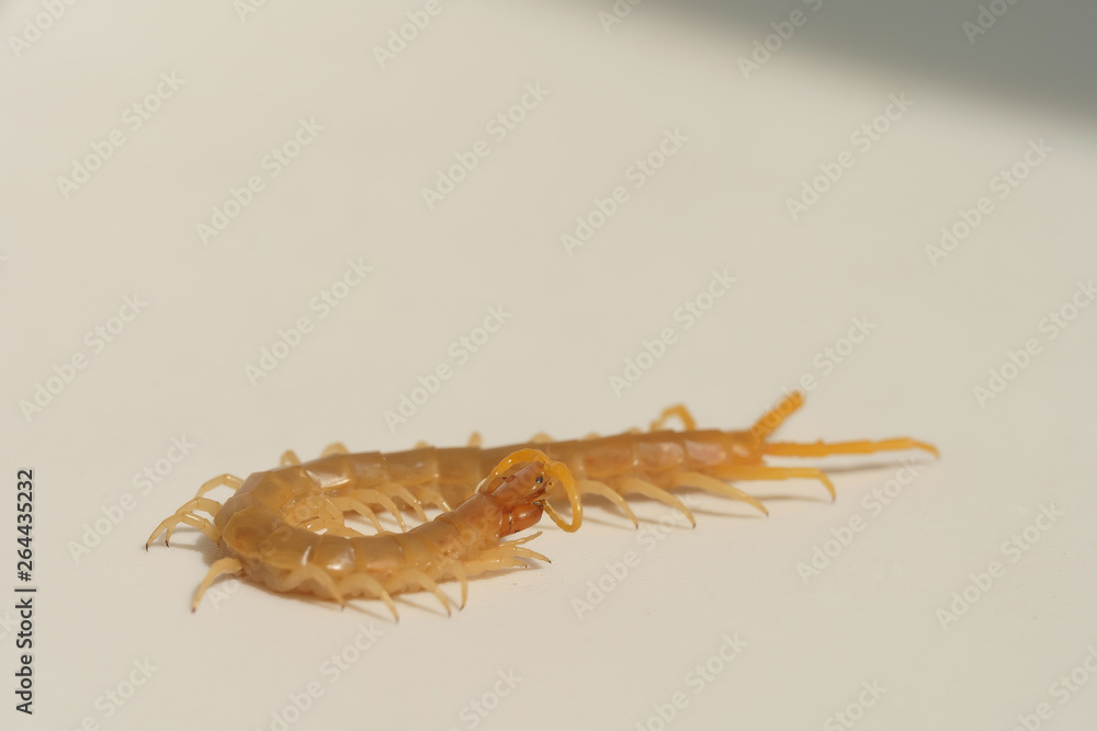 Scolopendra on a white background. Insects in southern Kazakhstan ...