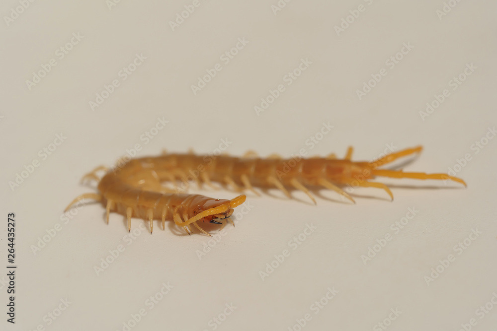 Scolopendra on a white background. Insects in southern Kazakhstan ...