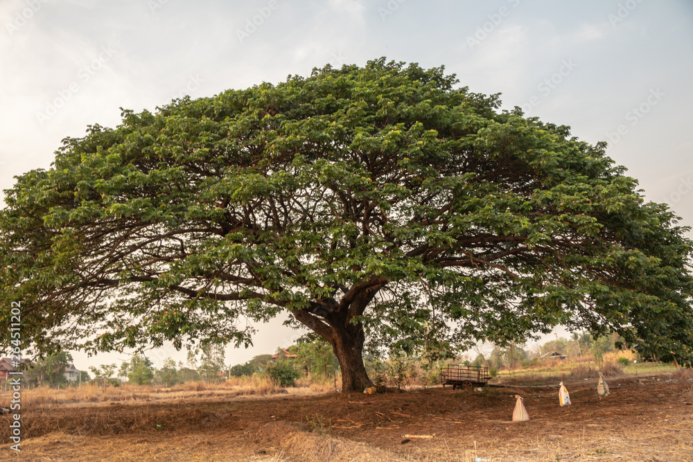 Selective focus giant Monkey pod tree in dried field.Also sometimes ...