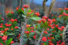 Crown Of Thorns Bush Free Stock Photo - Public Domain Pictures