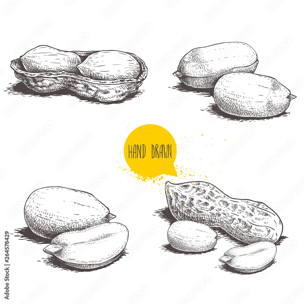 Peanuts sketch set. Hand drawn retro style vector illustrations of ...