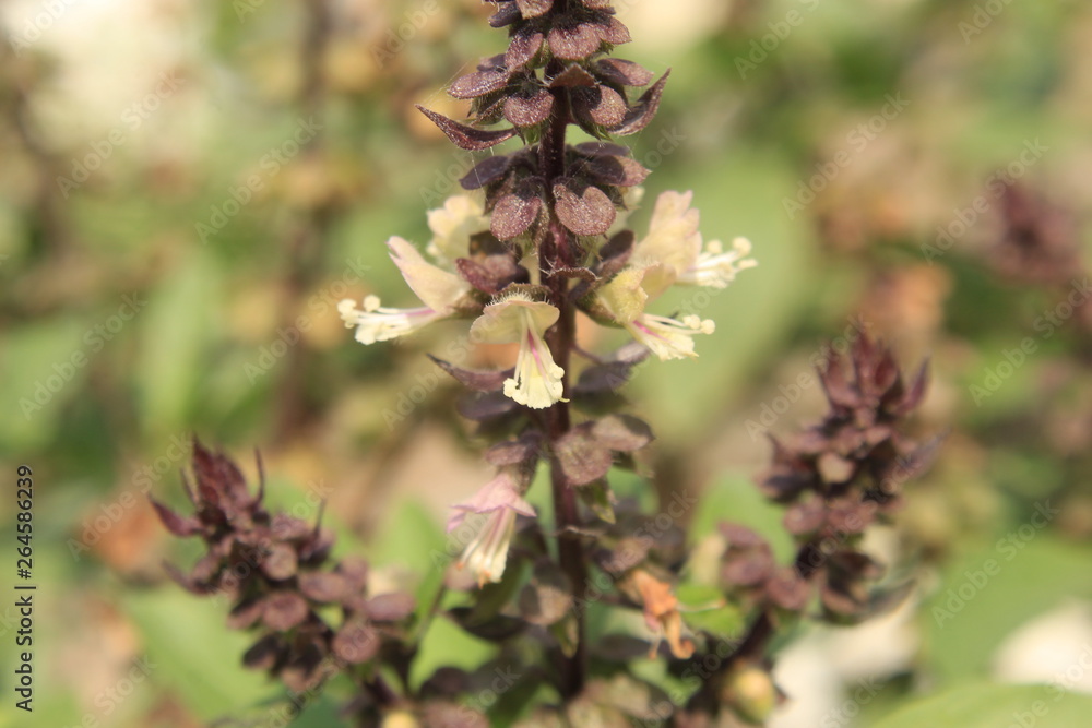 African Blue Basil (Ocimum kilimandscharicum, basilicum 'Dark Opal ...