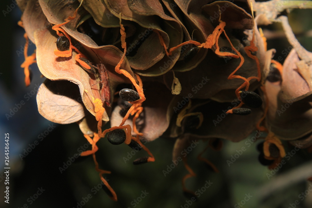 Photo Stock Acacia auriculiformis fruit and seeds,commonly known as ...