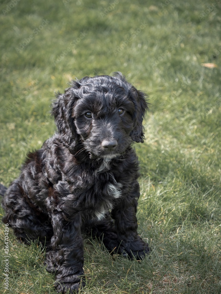 Black Cockapoo Puppies