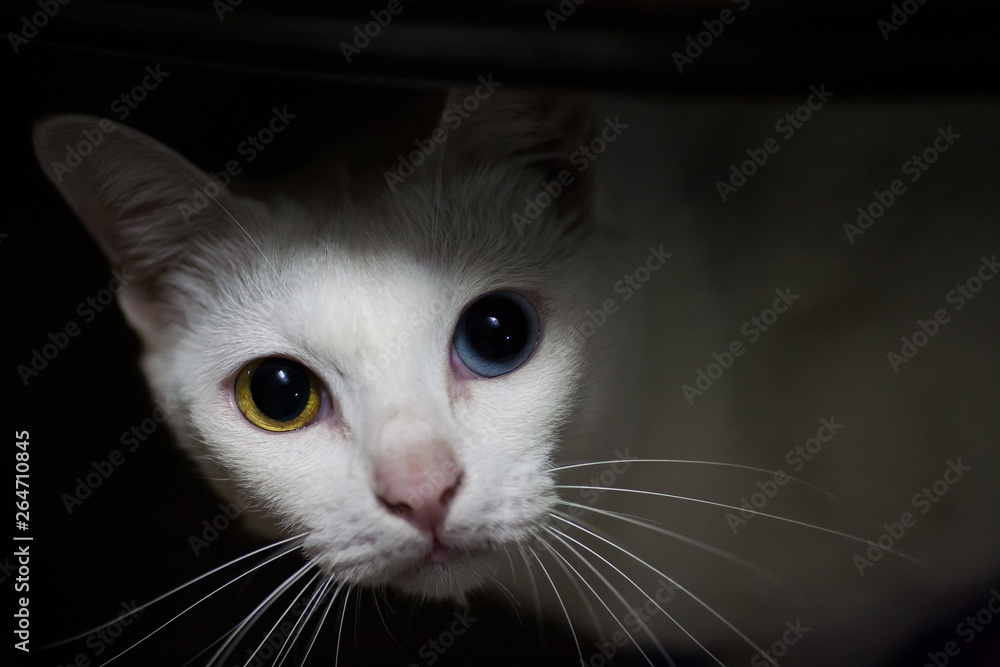 Pure White Cat with odd eyes , Khao Manee cat, Diamond Eye cat , This ...