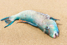 Stinky Fish Free Stock Photo - Public Domain Pictures