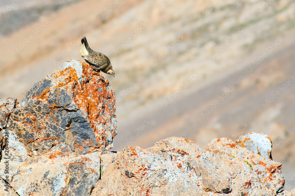 Rare partridge. Mountain background. Bird: Caspian Snowcock ...