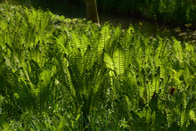 Common Green Fern In Shadows Free Stock Photo - Public Domain Pictures