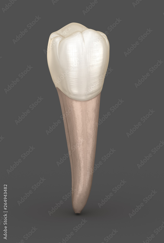 Dental anatomy - Mandibular Second premolar tooth. Medically accurate dental 3D illustration ...