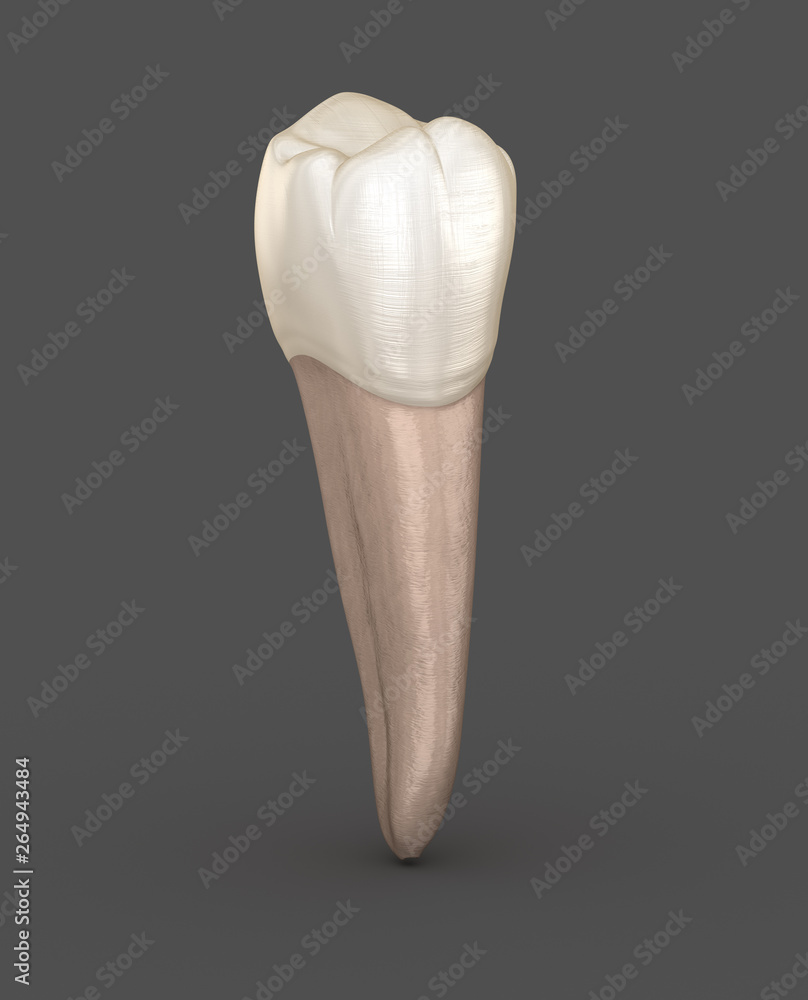 Dental anatomy - Mandibular Second premolar tooth. Medically accurate ...