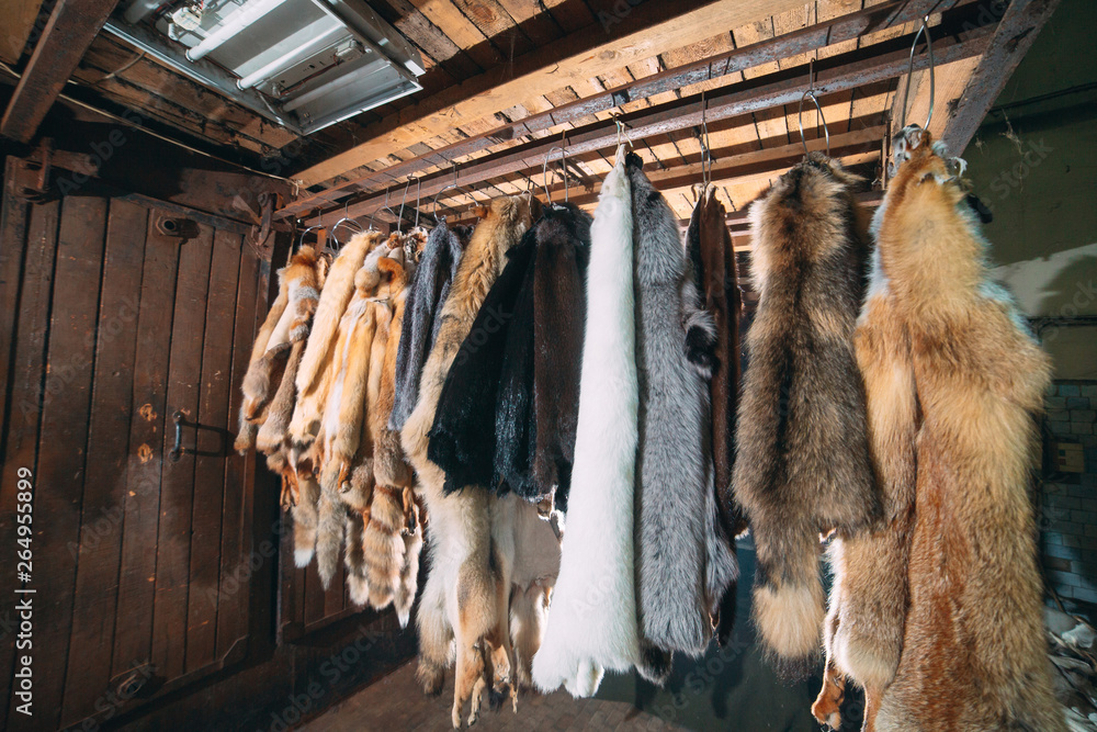 Animal fur. foxes, raccoon, wolf, beaver, mink, nutria hanging after ...