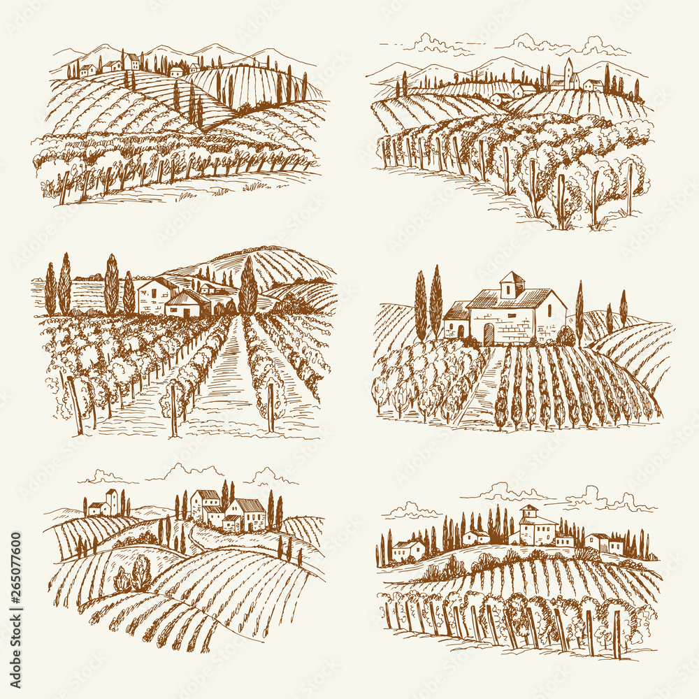 Vineyard landscape. France or italy vintage village wine vineyards vector hand drawn ...