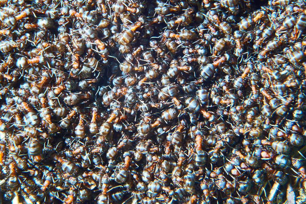Large group of Formica polyctena ants. Formica polyctena is a species ...