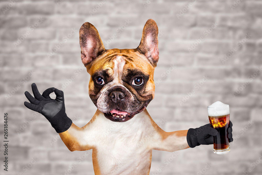 funny dog ginger french bulldog hold alcoholic beer in a glass in a bar ...